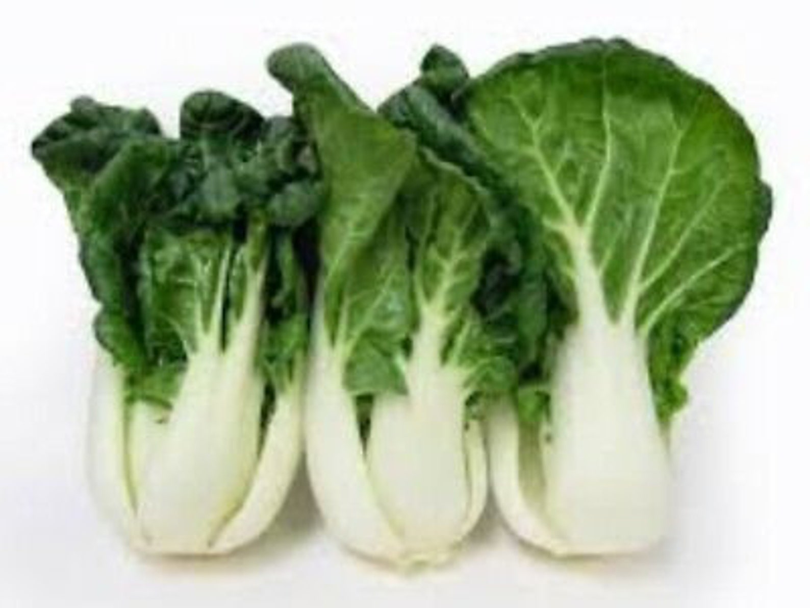 16,000+ 2-OZ Pak Choi Canton Seeds 廣東白菜 / White Stem Bok Choy; Heirloom ...