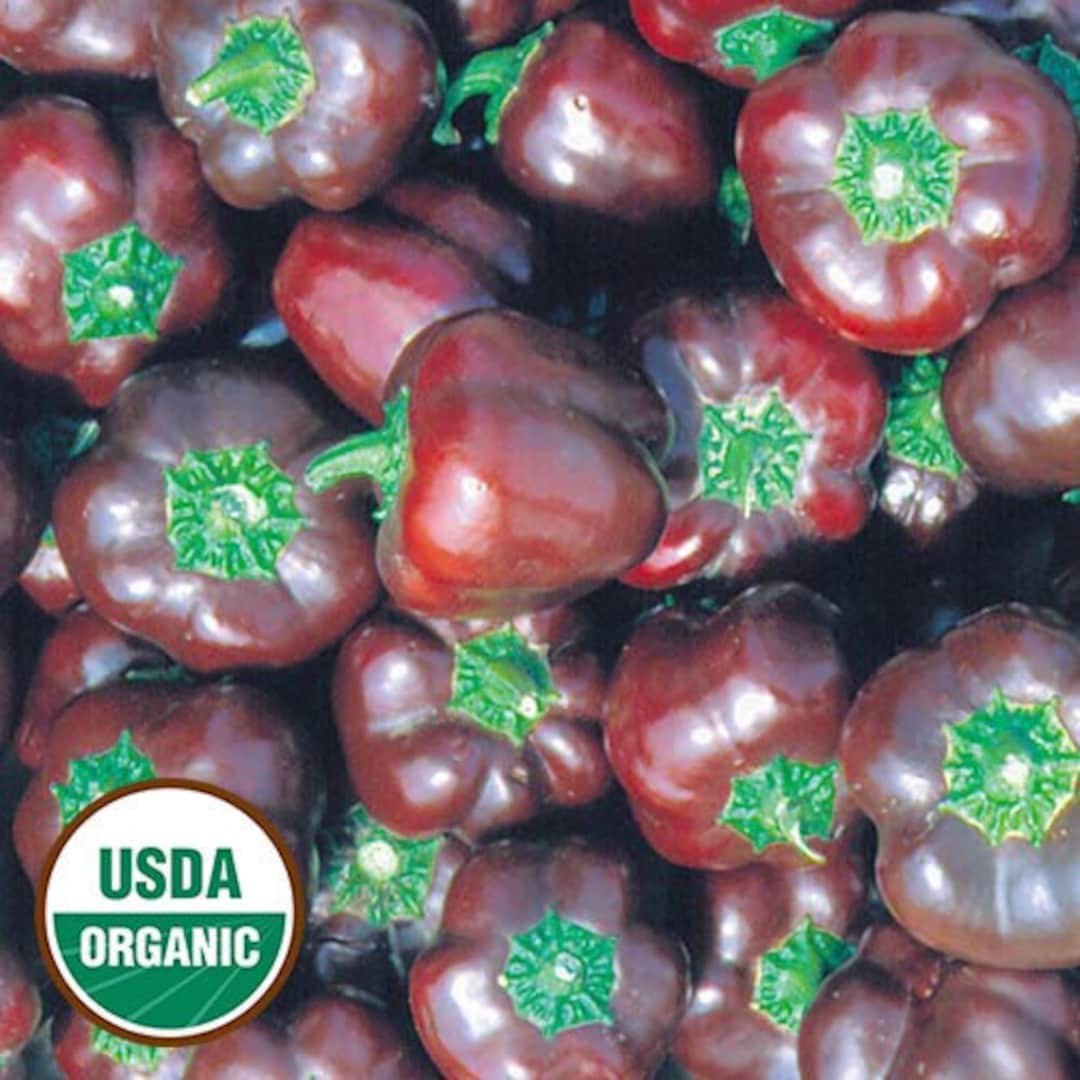 30 Organic Mini Chocolate Bell Sweet Pepper Seeds; Miniature 2" Bells ...