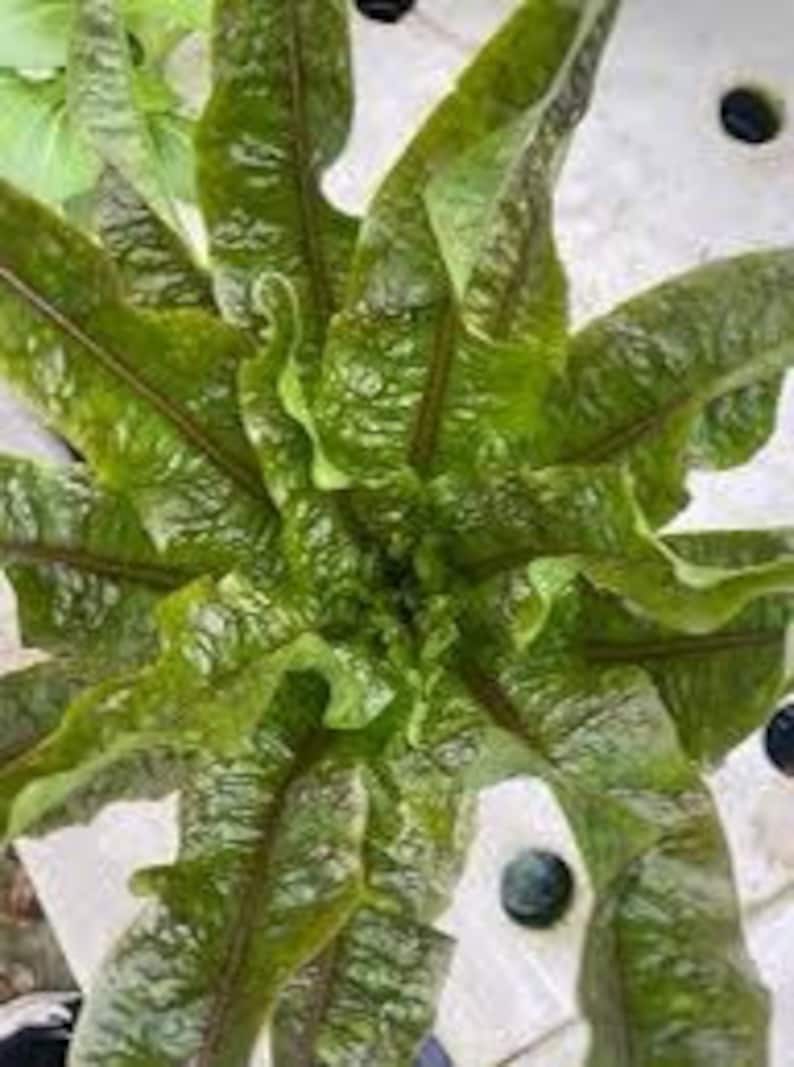 2-gram 2000 PURPLE CELTUCE Seeds Wosun 紫萵筍 Purple Stem - Etsy