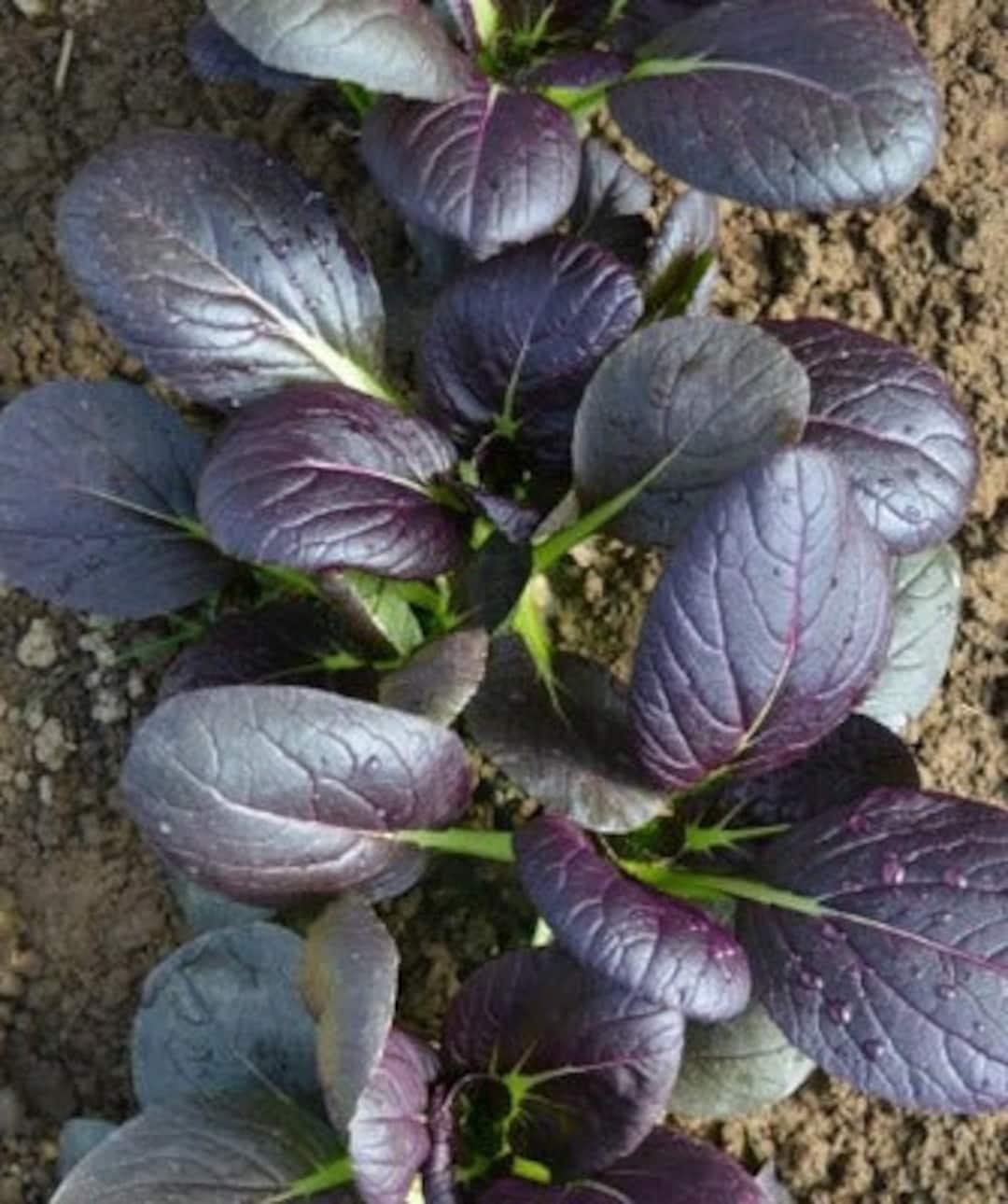 3-gram ~1600 PURPLE SHANGHAI Pak Choi Hybrid Seeds; Ornamental Bok Choy ...