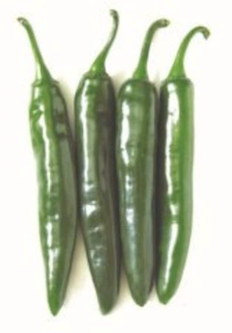 20 Vita Green Hybrid Korean Hot Pepper Seeds Korean Put Gochu 풋고추 씨 - Etsy