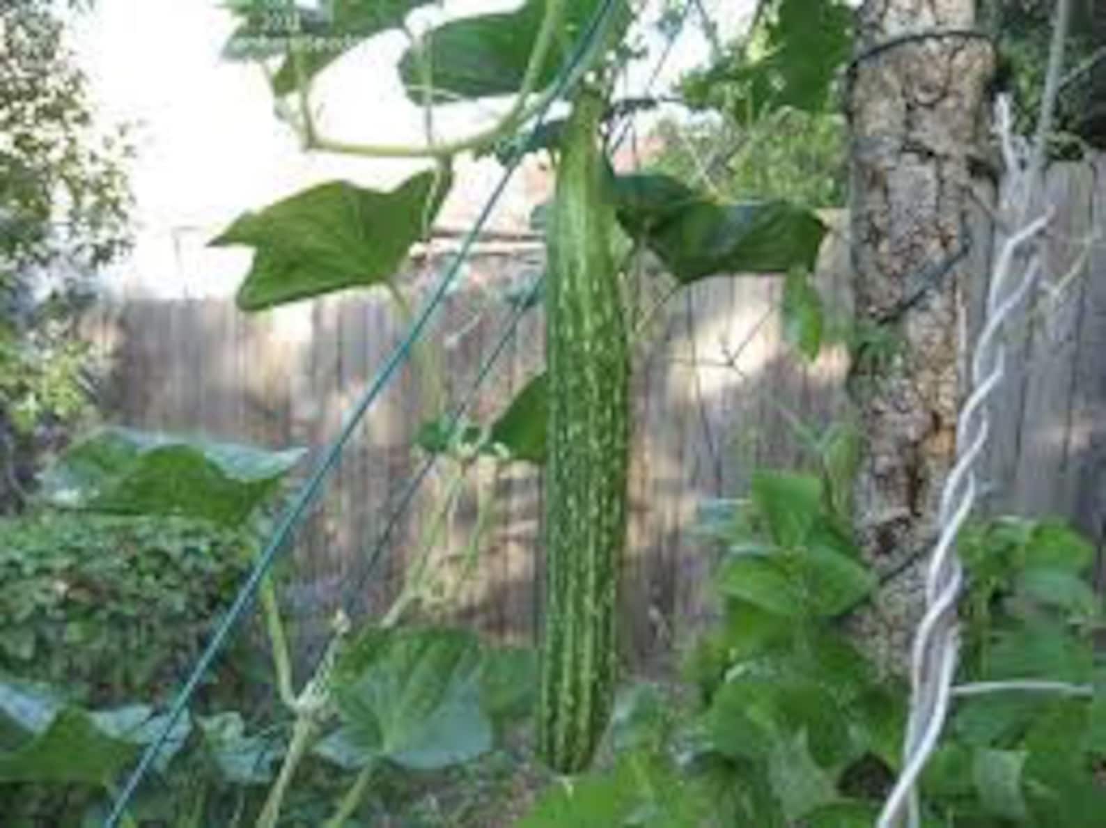 15 Organic Suyo Long Cucumber Seeds 帶刺小黃瓜 四葉胡瓜すうようきゅうり; Hawaiian's ...