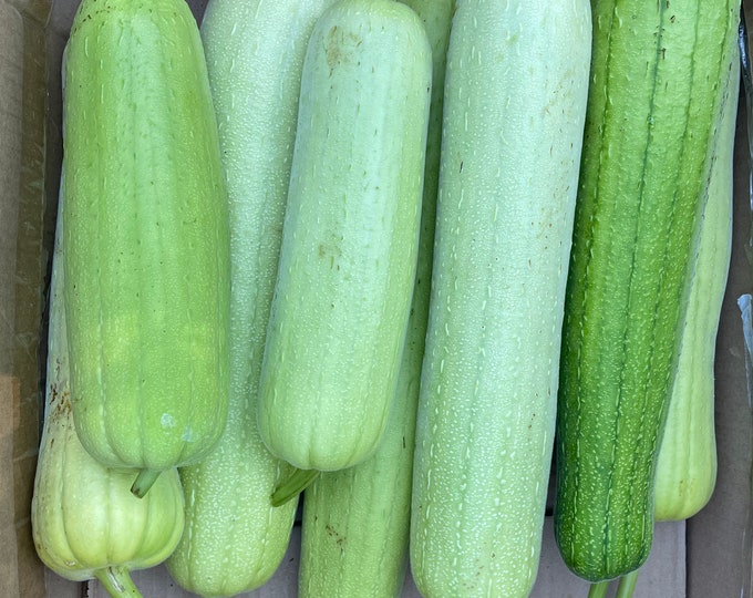 10 Organic White Smooth LUFFA Seeds; Early Ripening by Late July in 5B ...