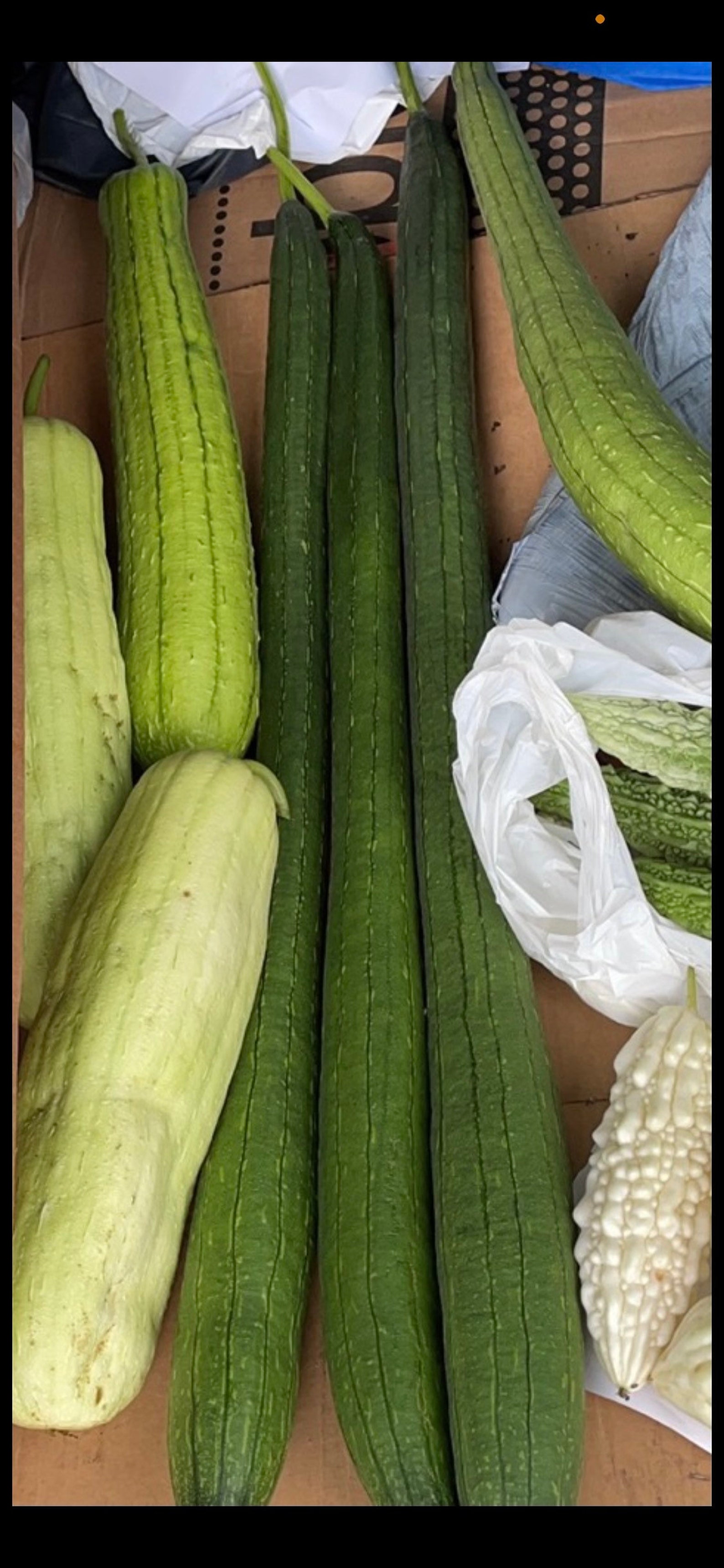 Extra Long Smooth Luffa Seeds; 30-42” Avg Length; Culinary Sponge Gourd ...