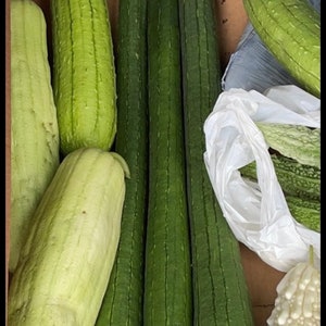 Extra Long Smooth Luffa Seeds; 30-42” Avg Length; Culinary Sponge Gourd ...