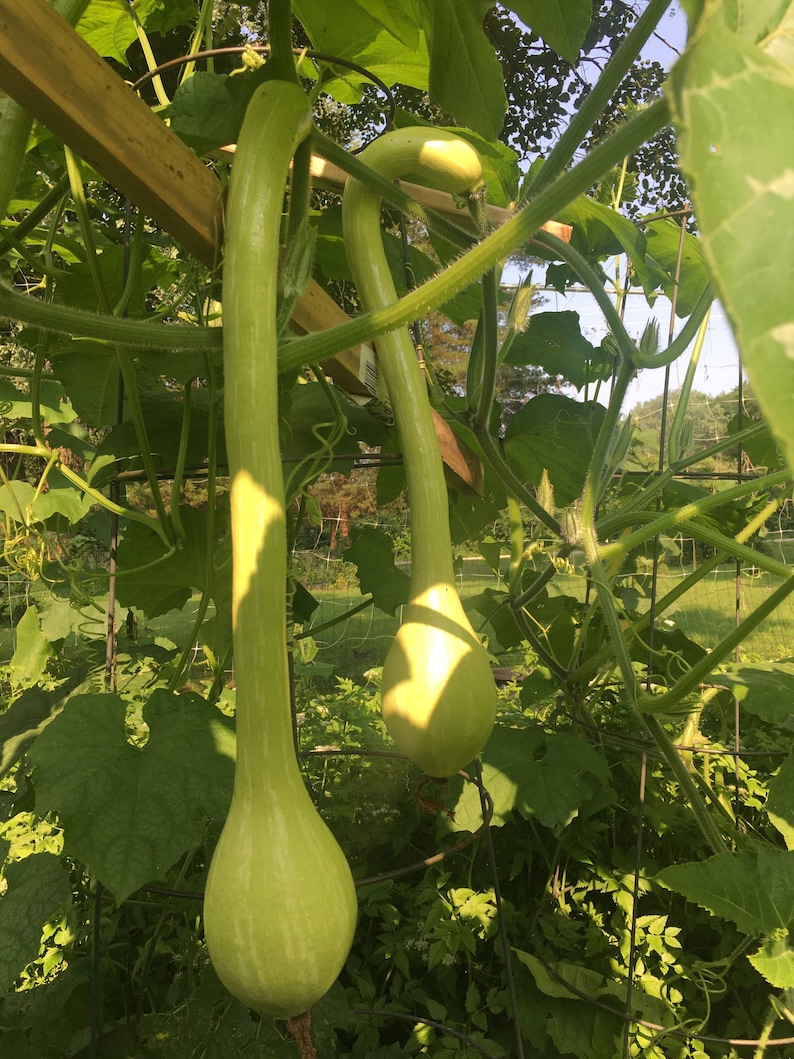 15 TROMBONCINO RAMPICANTE Seeds; Italian Climbing Zucchini; Snake ...