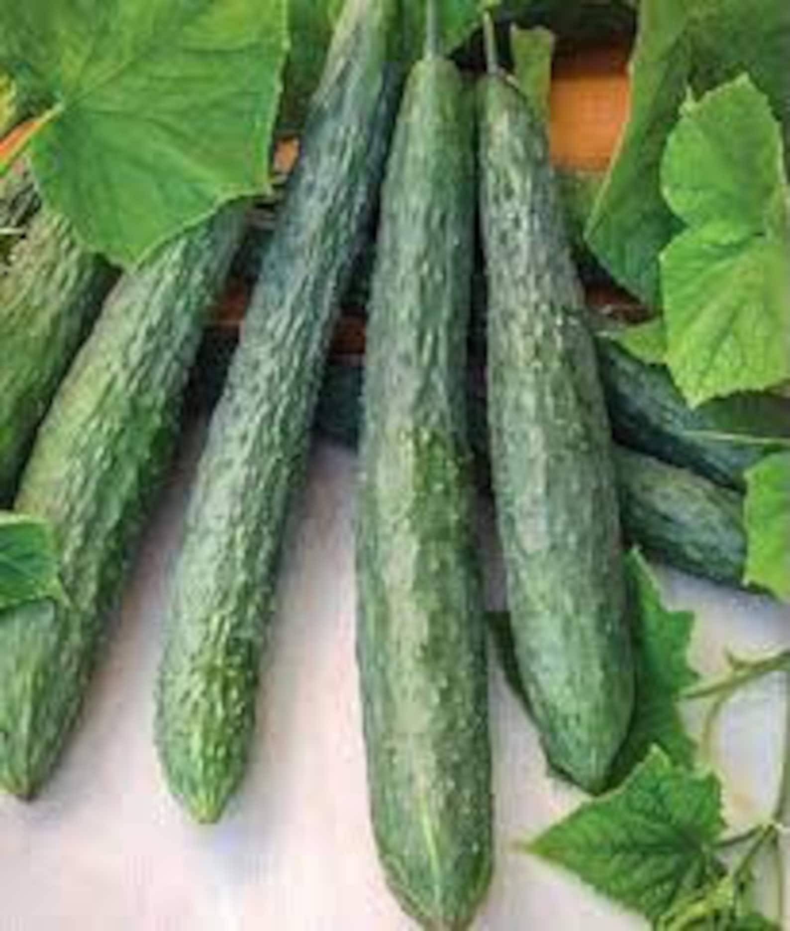 15 Dragon Suhyo Cross Hybrid Japanese Burpless Cucumber Seeds; 高產帶刺小黃瓜 ...