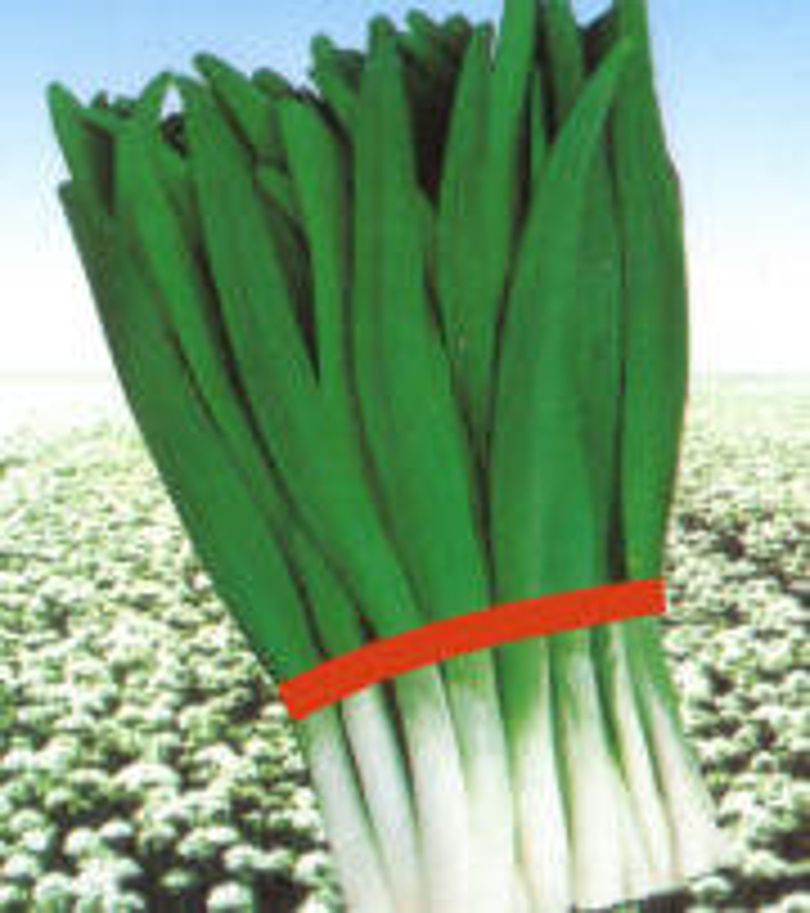 500 DAH YE Broad Leaf NIRA Garlic Chive Seeds; 大寬葉韮菜 - Etsy