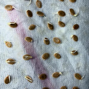 Taiwan #1 Hybrid Smooth Luffa Seeds;台灣一號絲瓜 F1 菜瓜； Meaty Culinary Loofah ...