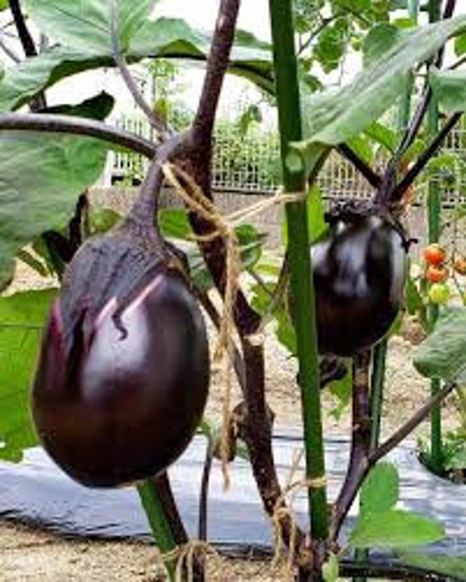 50 MITOYO NASU Japanese Eggplant Seeds; 三豊なす 三豊茄子 - Etsy