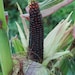 25 Organic JAPONICA STRIPED MAIZE Corn Seeds - Etsy