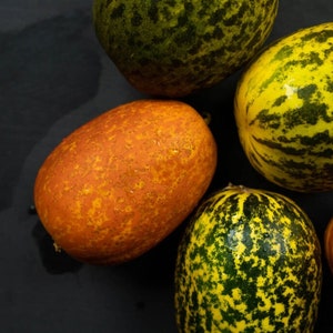 Sambar Cucumber Seeds - Ancient Indian Heirloom Variety, Treated Seeds ...