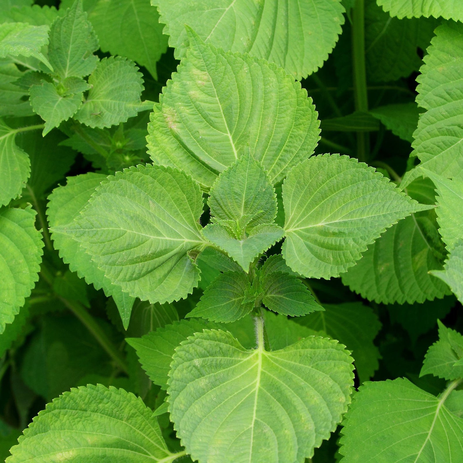 2-gram 1300 AO SHISO Japanese Green Perilla Herb Seeds; 綠じそ、ao Jiso ...