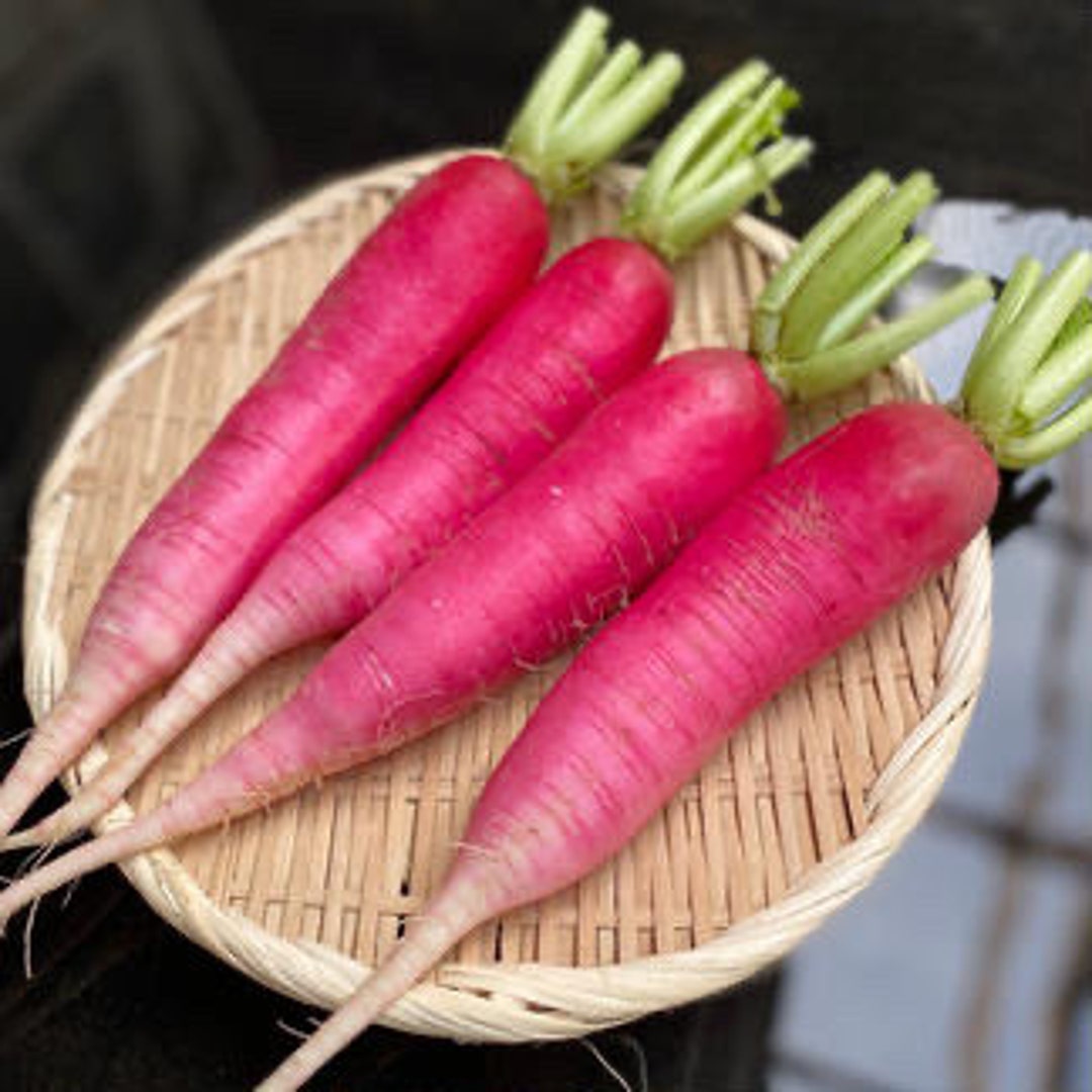 100 Mini Red Hybrid Daikon Seeds; Japanese Novelty Radish; Shunkyo ...