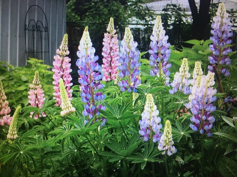 250+ 1/4 OZ RUSSELL LUPINE Seeds; Lupinus Polyphyllus - Etsy