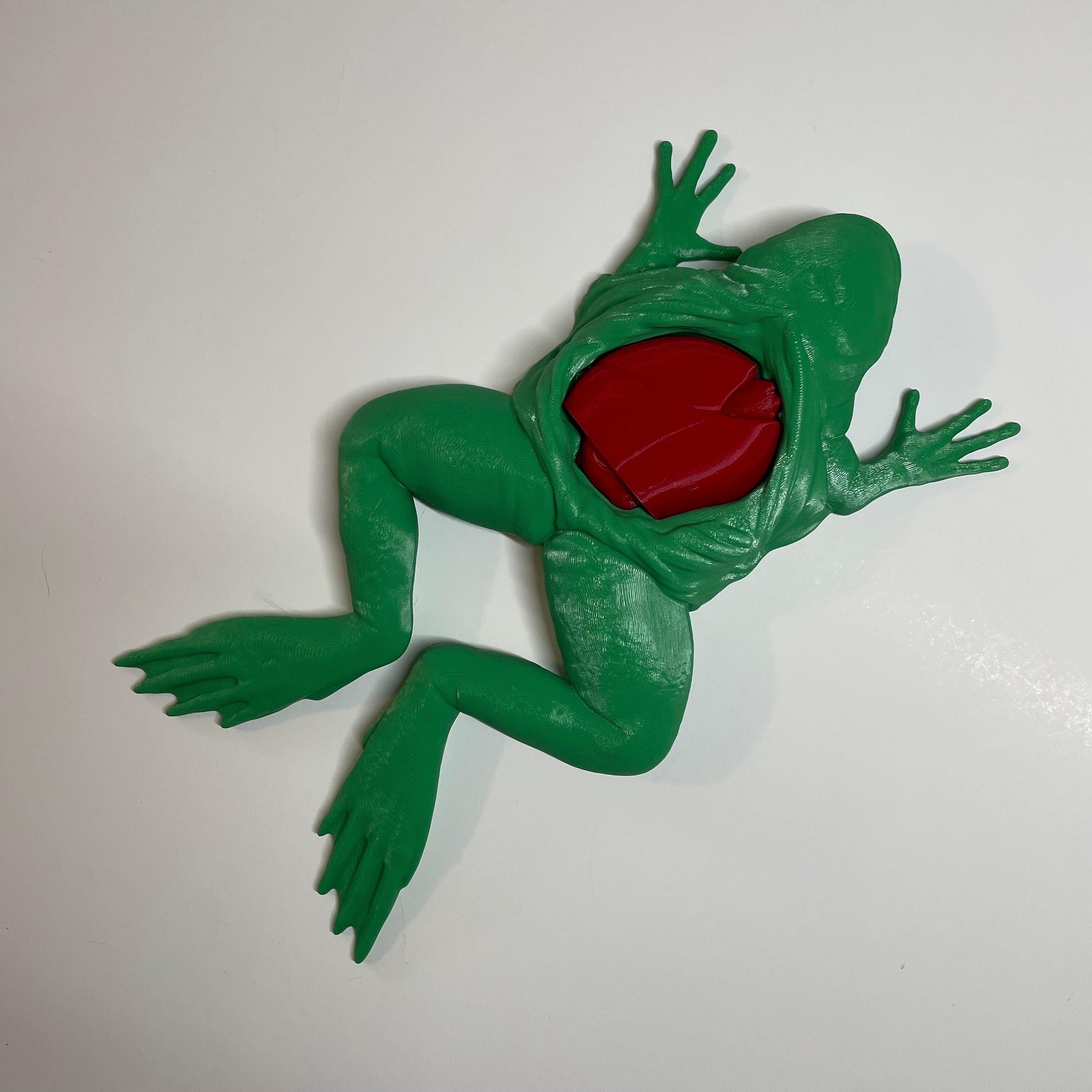 Frog Dissection