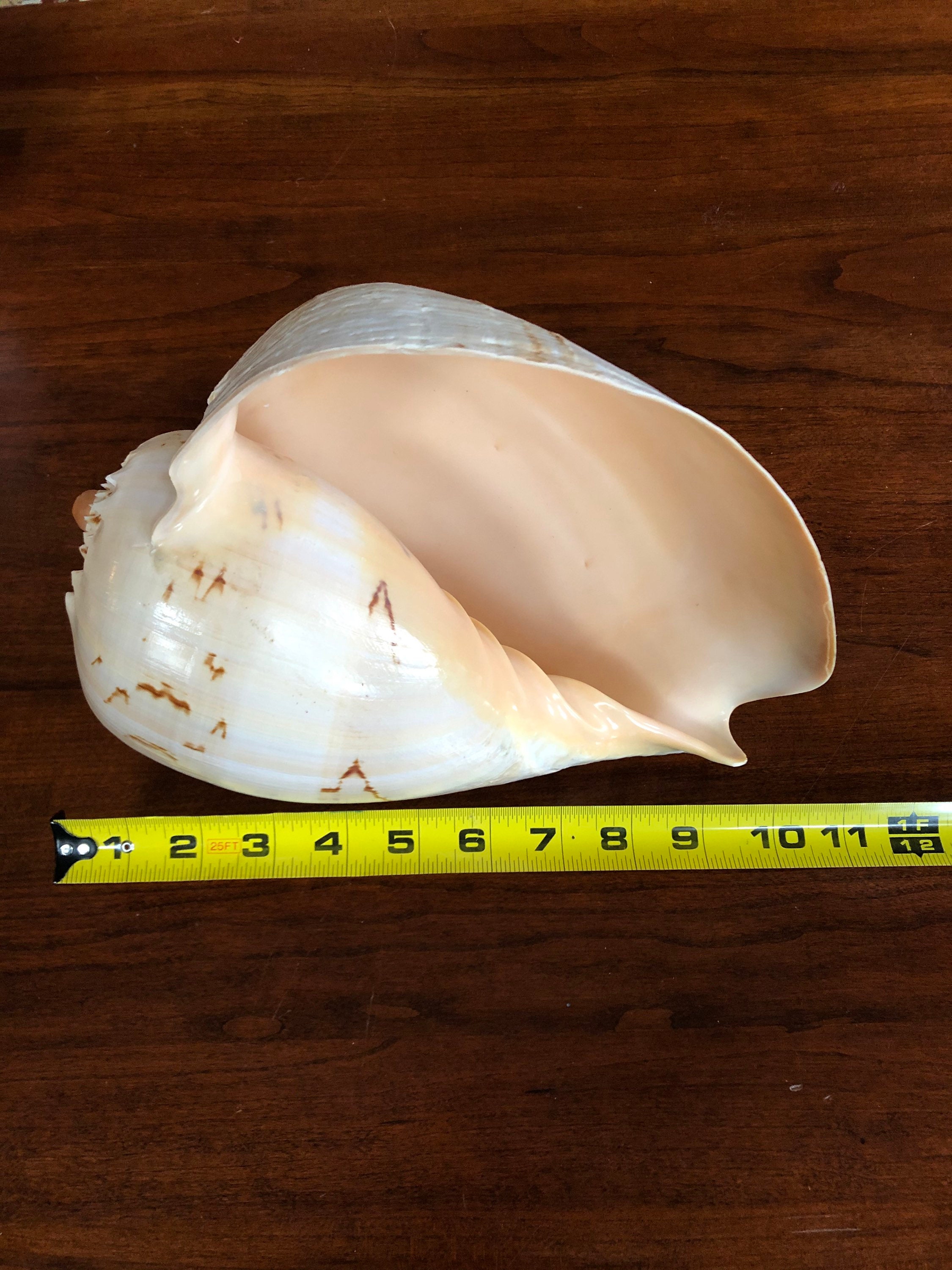 LARGE Melo Sea Snail Shell Gastropod Beach | Etsy