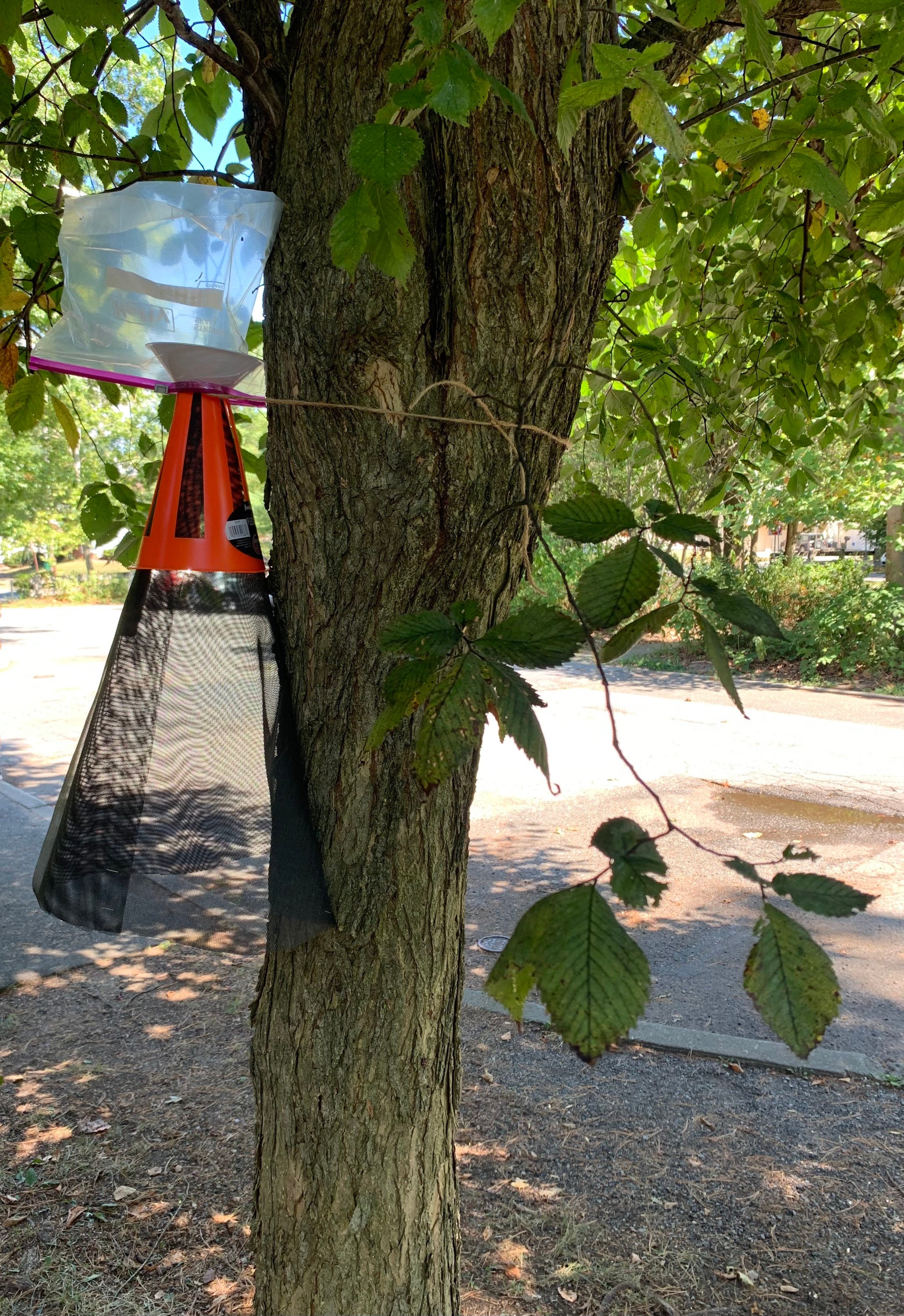 Spotted Lanternfly Homemade Trap - Outdoor Garden, Tree Protection - Etsy