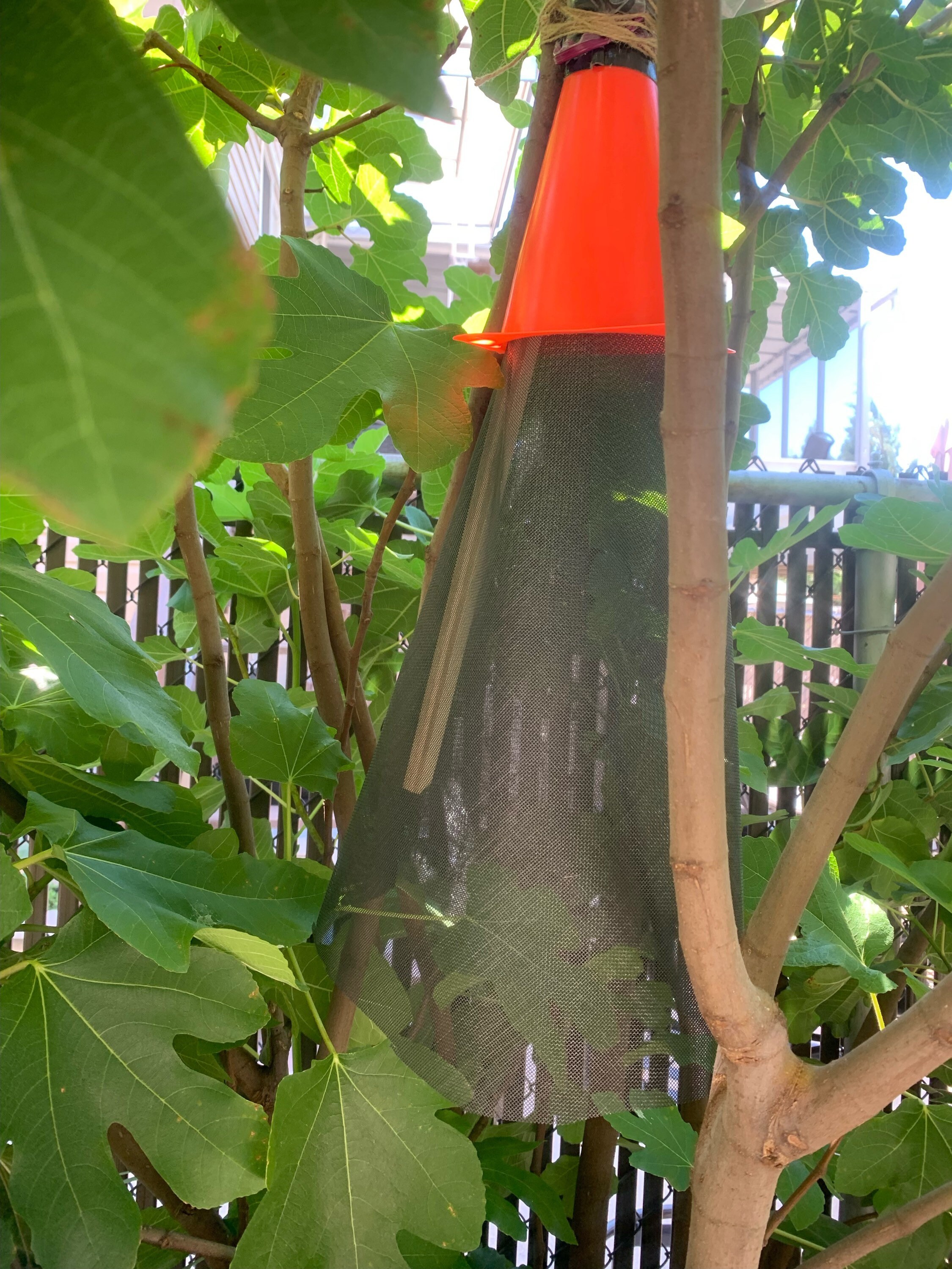 Spotted Lanternfly Homemade Trap - Outdoor Garden, Tree Protection - Etsy
