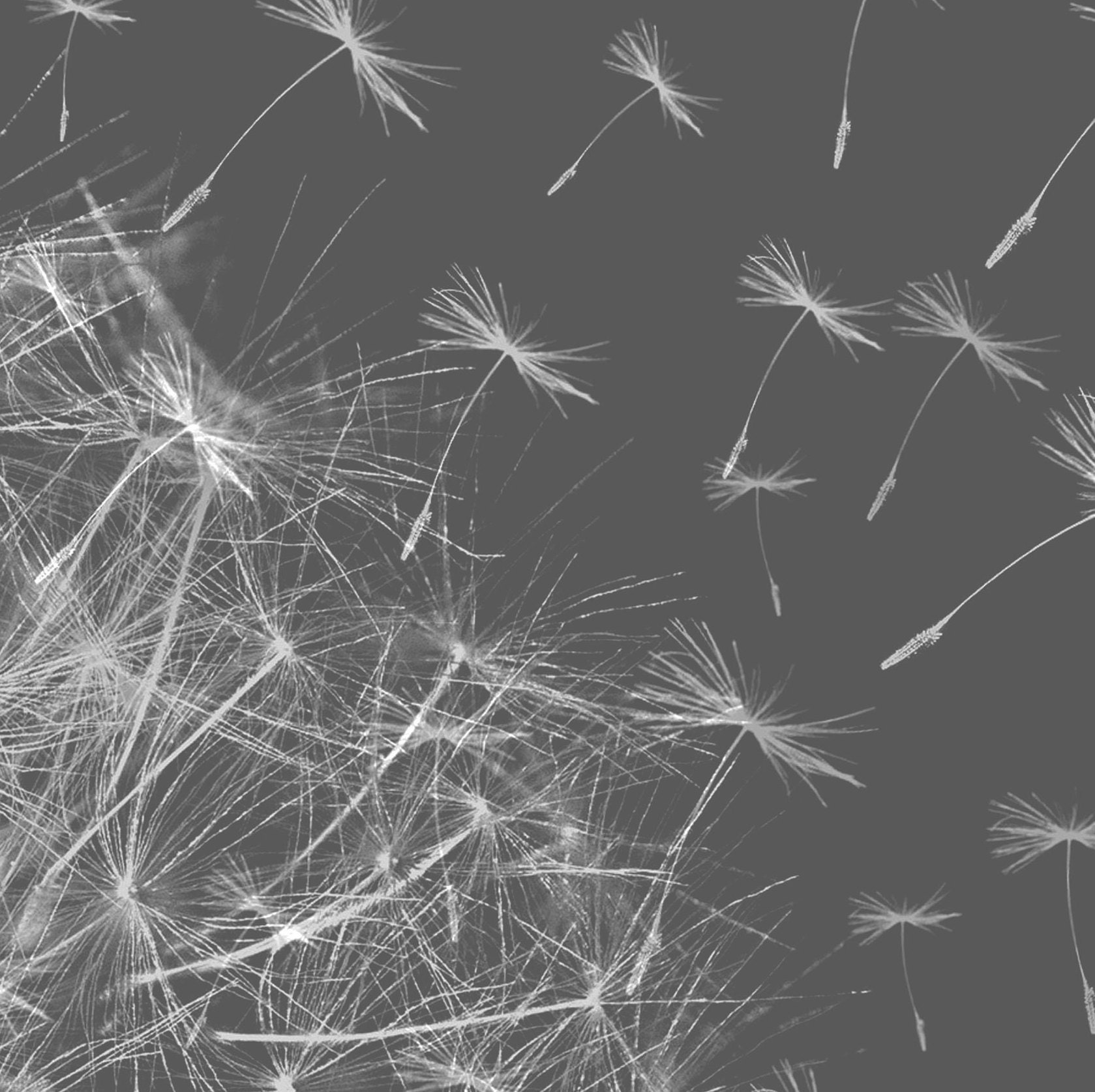 Dandelion Grey Print Botanical Wall Art Print Dandelion - Etsy