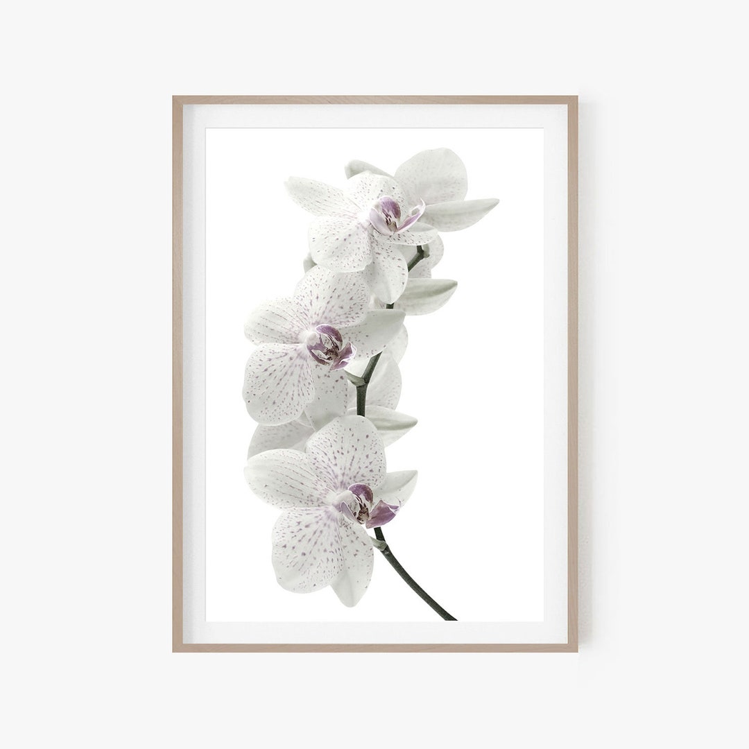 Orchid Wall Art Print Orchid Printable Poster Flower Print - Etsy