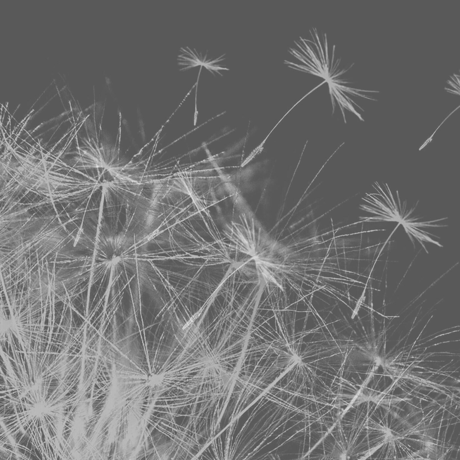 Dandelion Grey Wall Art Print | Set of 2 Prints | Wildflower Botanical ...