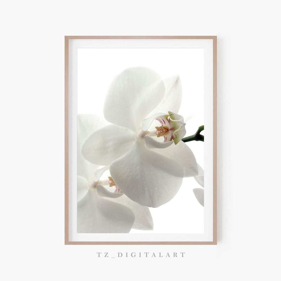 Orchid Art Print | Flower Poster| Orchid Wall Art | Botanical Printable ...