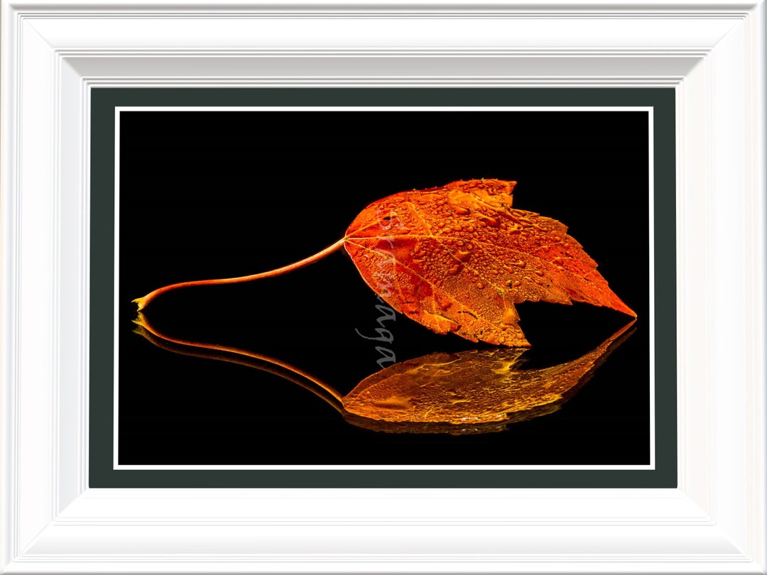 Leaf Reflection Abstract Photography, Mindfulness Gift Zen Wall Art ...