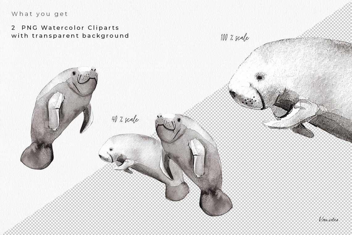 Manatee Watercolor Clipart, Aquarell, Transparent Png Illustration ...