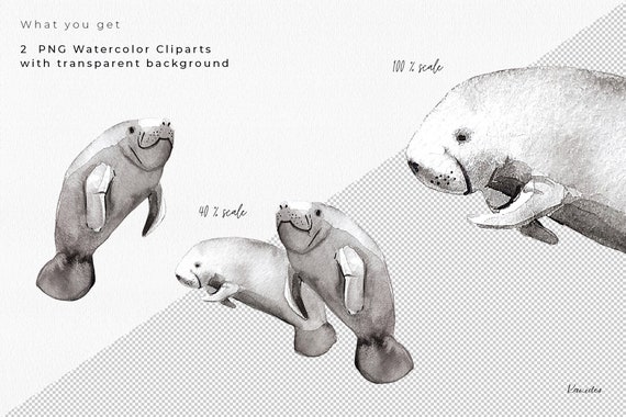 Seekuh Clipart Finale Entwicklung Für Den Seekuh Wasserstarter!