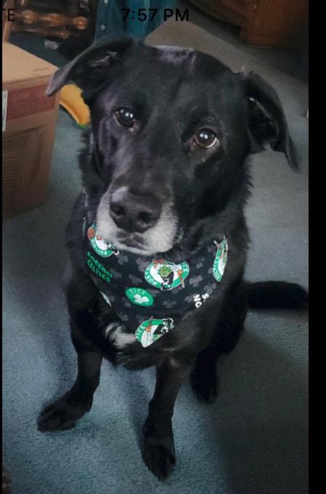 Boston Celtics Reversible Collar Bandanas - Etsy