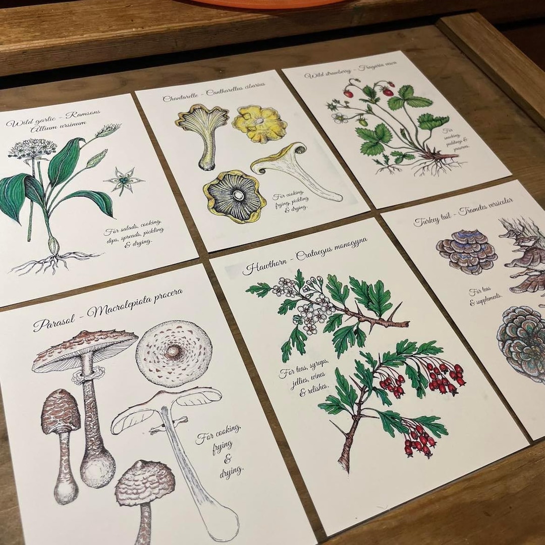 6 X A6 Wild Food Botanical Foraging Cards/postcards/mini Prints ...