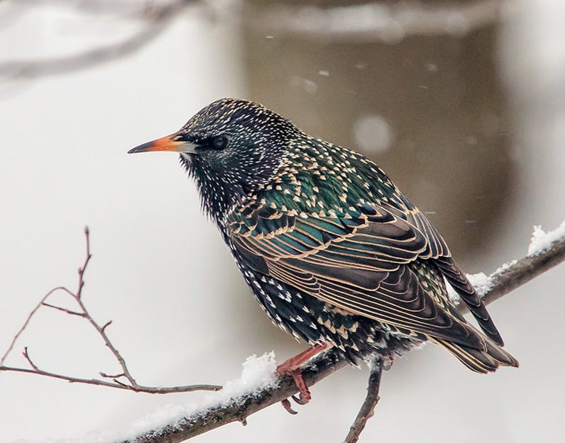 Winter Starling Print, Wildlife Photography, Bird Photo, Bird Print ...