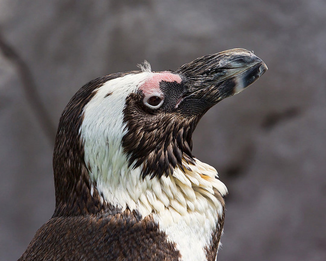 African Penguin Print, Wildlife Photography, Bird Photo, Bird Print ...