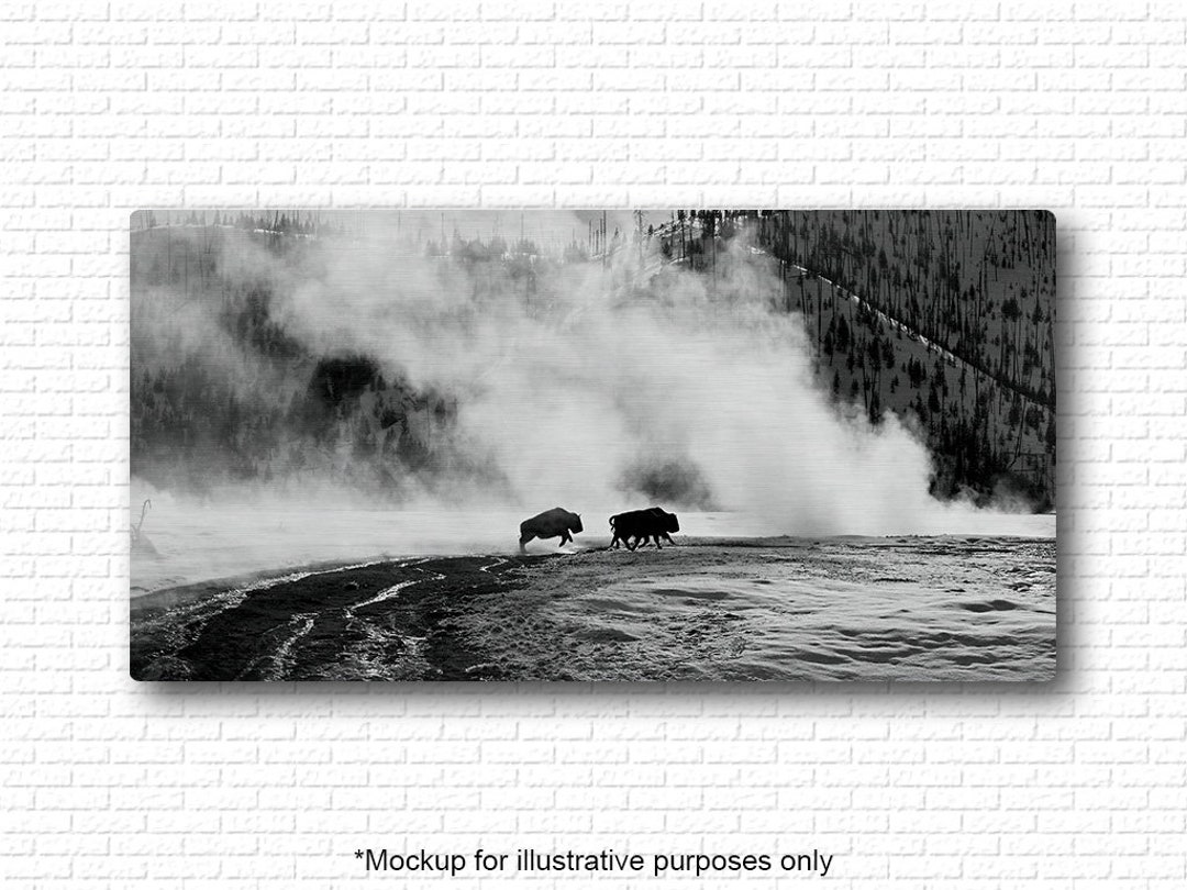 Bison in the Mist Panoramic Metal Print, Wildlife Photography, Wildlife ...