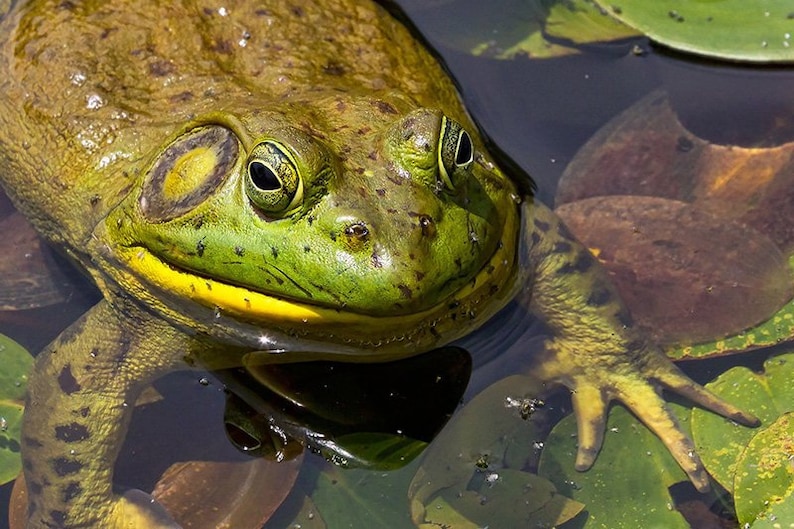 Bullfrog in Water Print, Wildlife Photography, Wildlife Photo, Wildlife ...