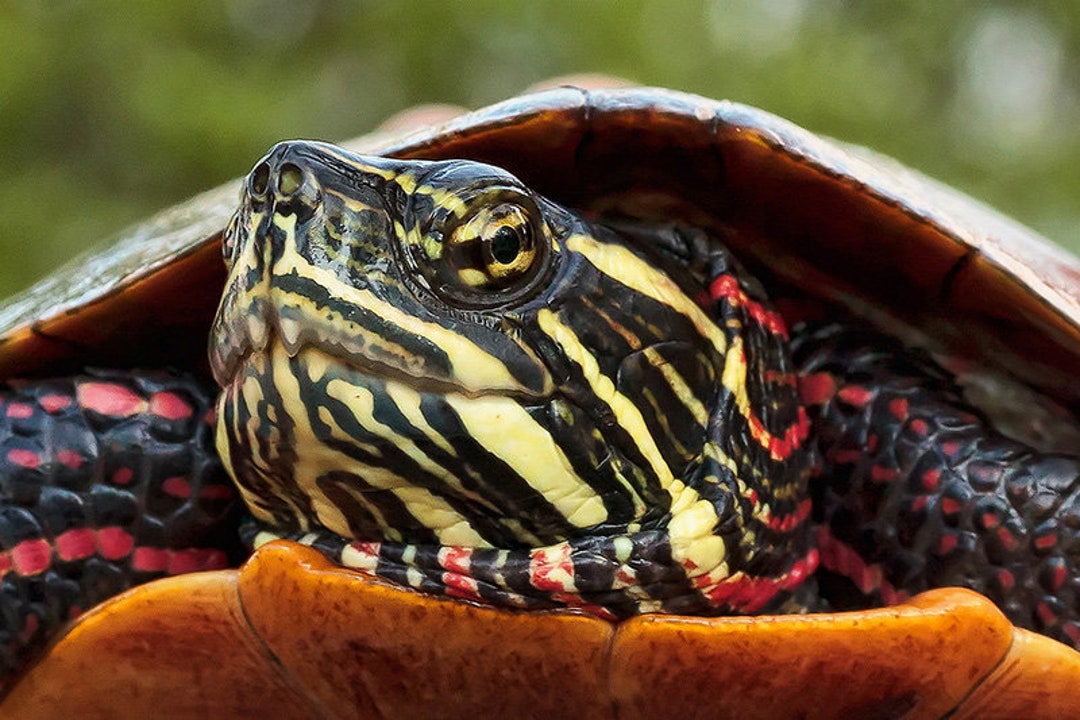 Painted Turtle Print, Wildlife Photography, Turtle Photo, Animal Print ...