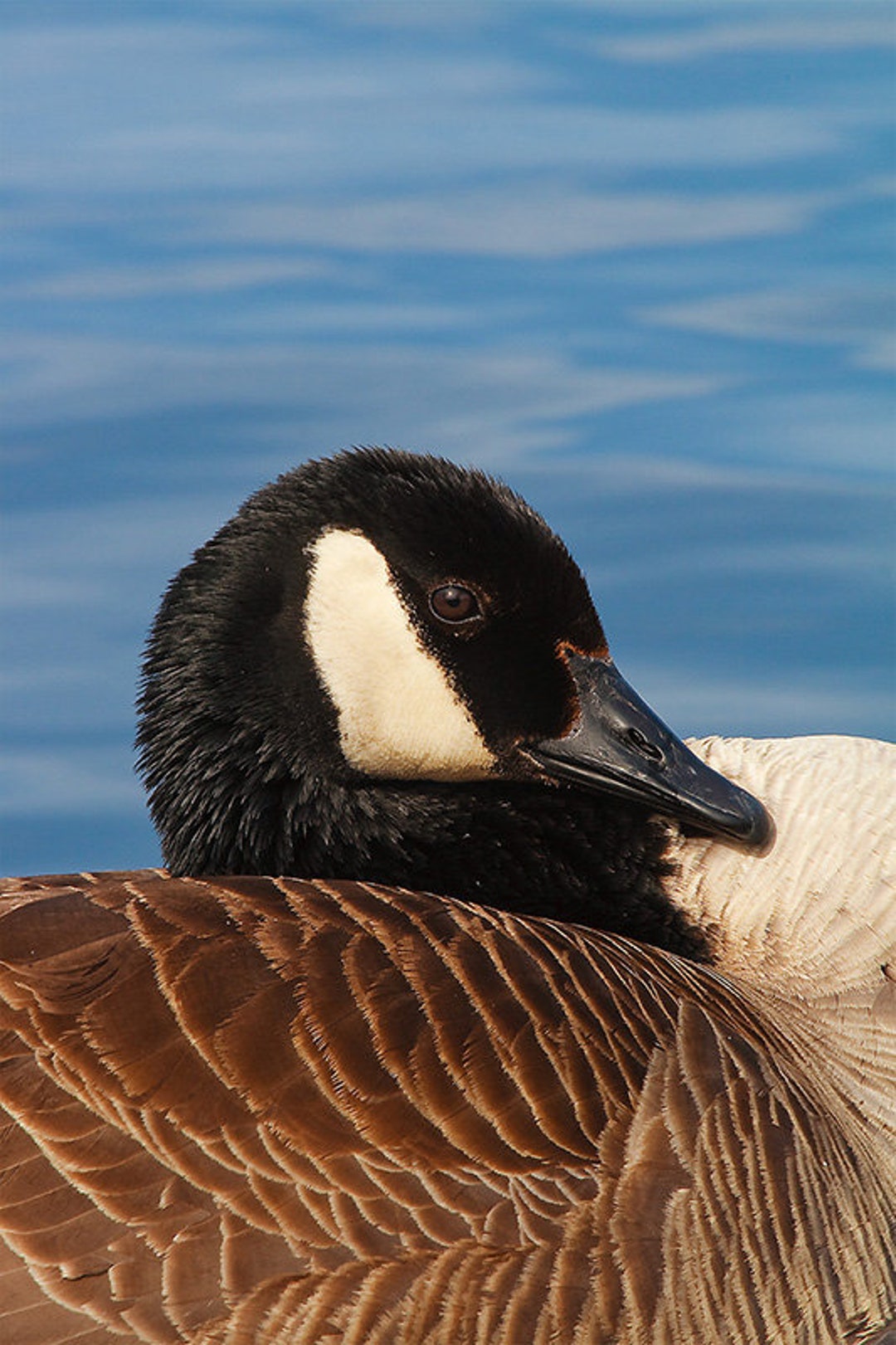 Canada Goose Print, Wildlife Photography, Bird Photo, Bird Print ...