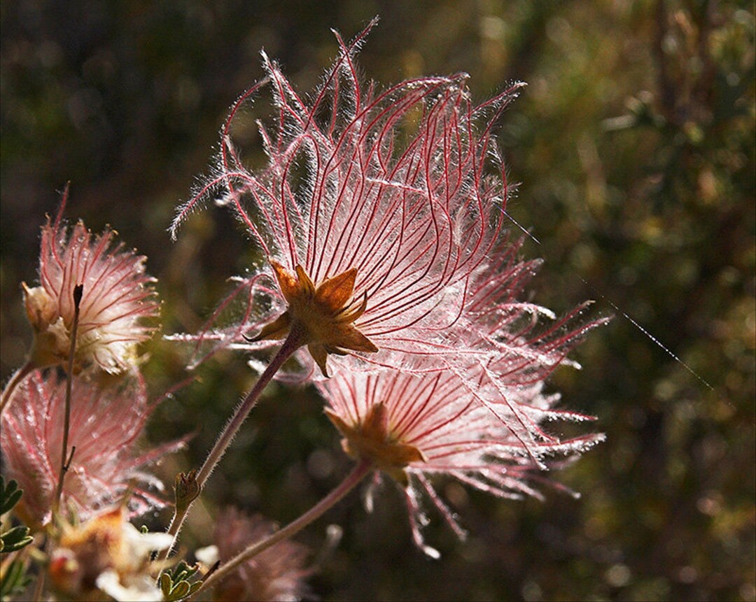 Apache Plumes Print, Nature Photography, Flower Photo, Flower Print ...