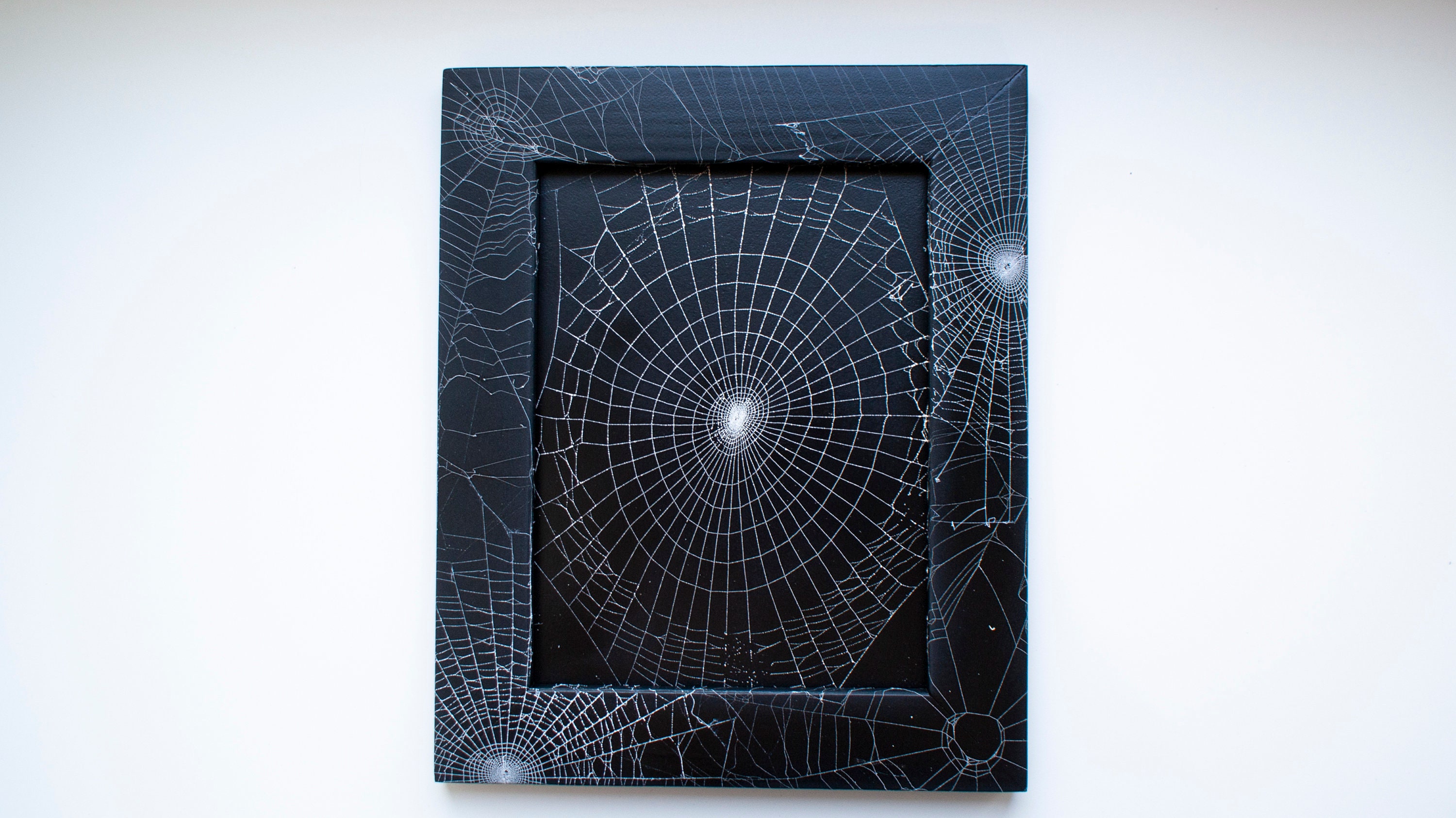 Real Spider Web Preserved Spider Web Spider Web Arachnid | Etsy