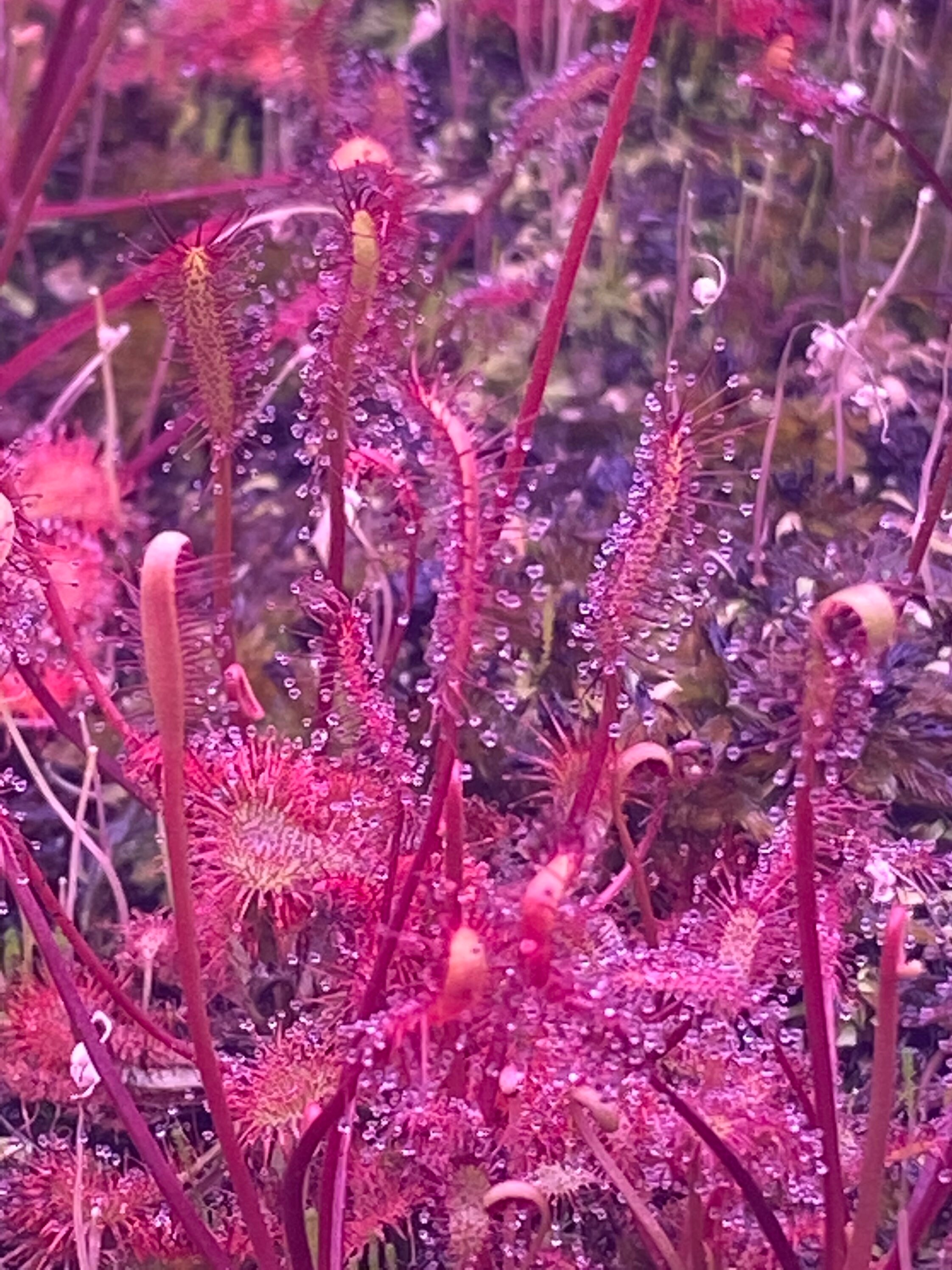 Plants Outdoor & Gardening SEEDS Drosera Capensis ‘Big Pink’ etna.com.pe