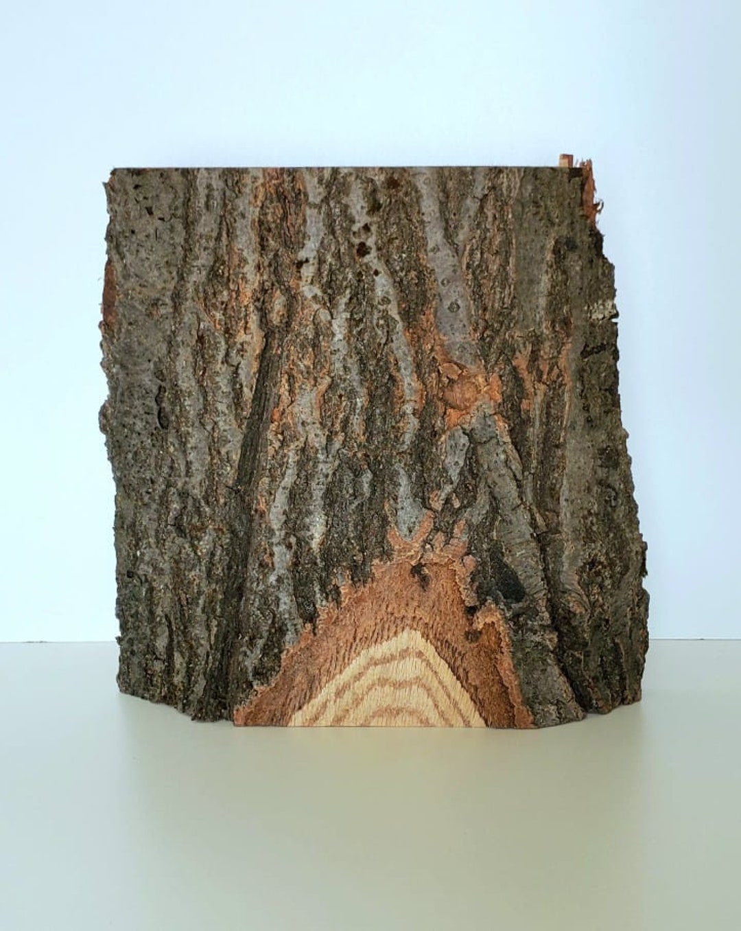 Bark and Wood / Small Slab / Tree Crust / Red Oak / Craft Supply - Etsy