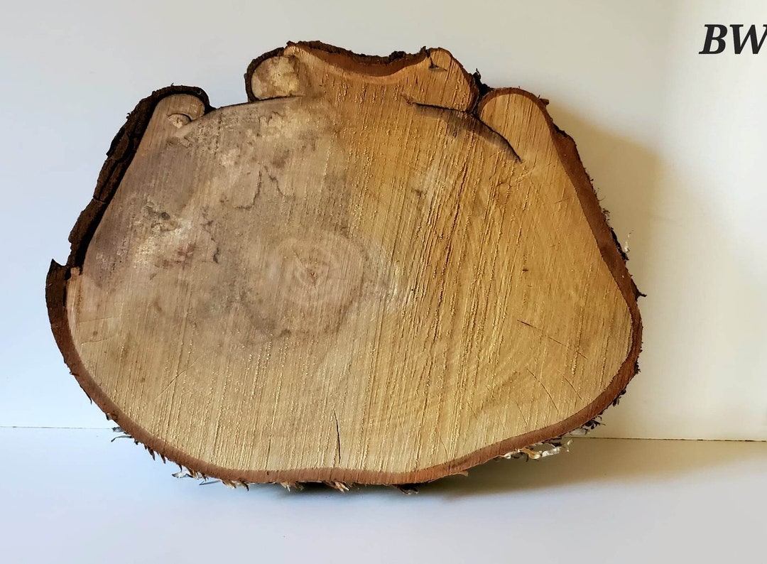 Slab / Yellow Birch Log / Slice BW / Stump Log / Wooden - Etsy