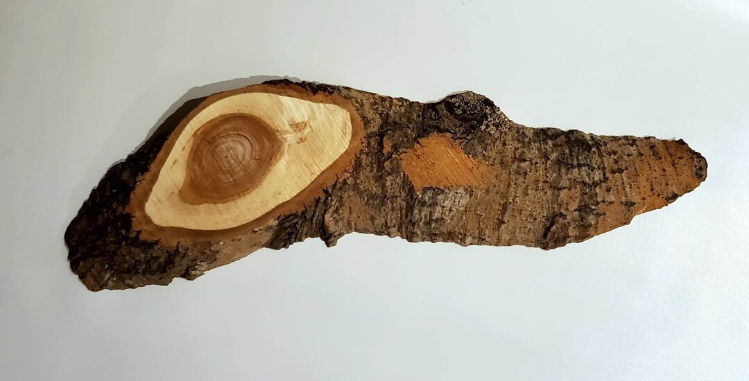 Live Edge Wood Slice / Wood and Bark / Craft Decoration / Tree Slice ...