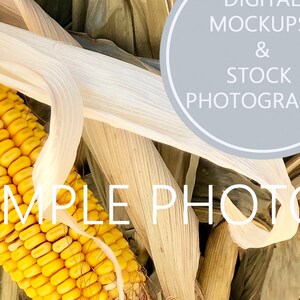 Fall Stock Photo, Corn Stalk Photo, Fall Background, Farm Image, Fall ...