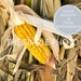 Fall Stock Photo, Corn Stalk Photo, Fall Background, Farm Image, Fall ...