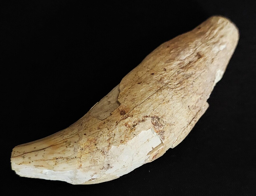 Fossil Tooth Ursus Spealus Cave Bear Lower Pleistocene 12 Cm - Etsy