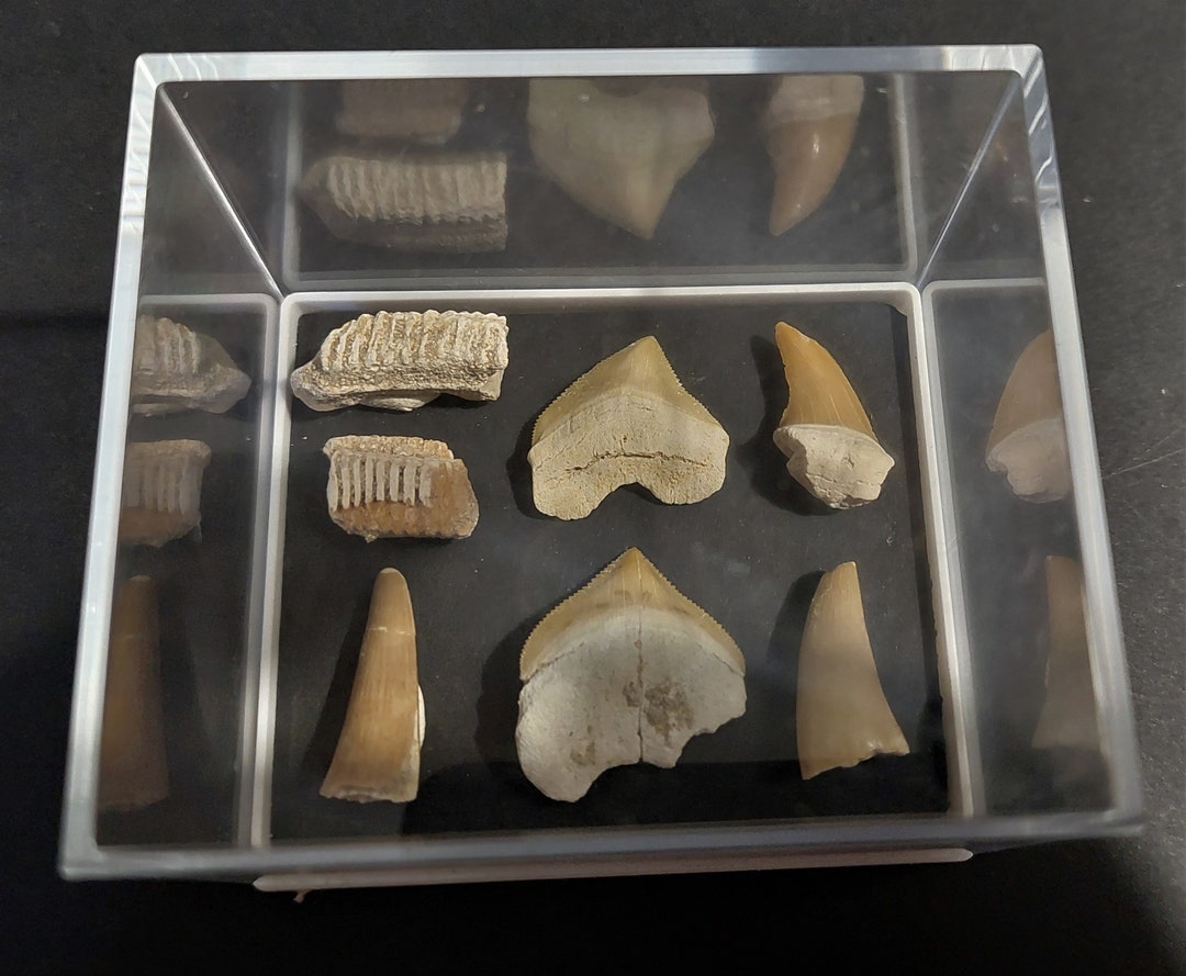 Fossils Enchodus Elegans Myliobatis and Otodus Obliquus - Etsy