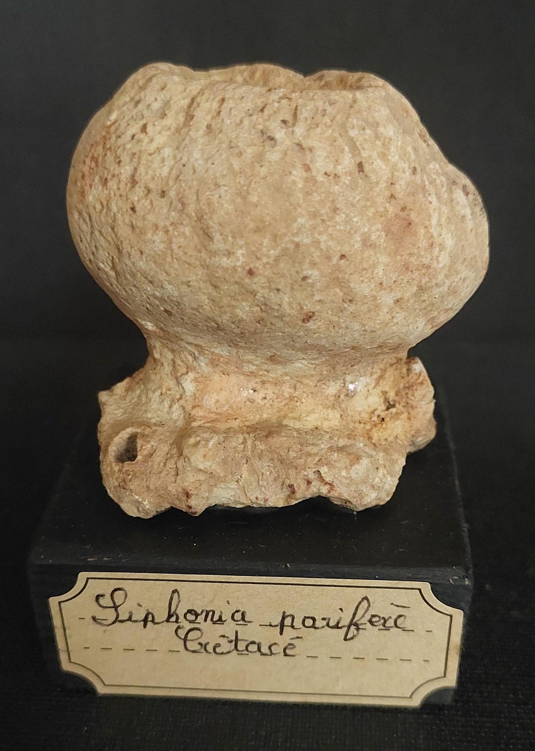 Fossil Sponge Siphonia Pyriformis Upper Cretaceous - Etsy