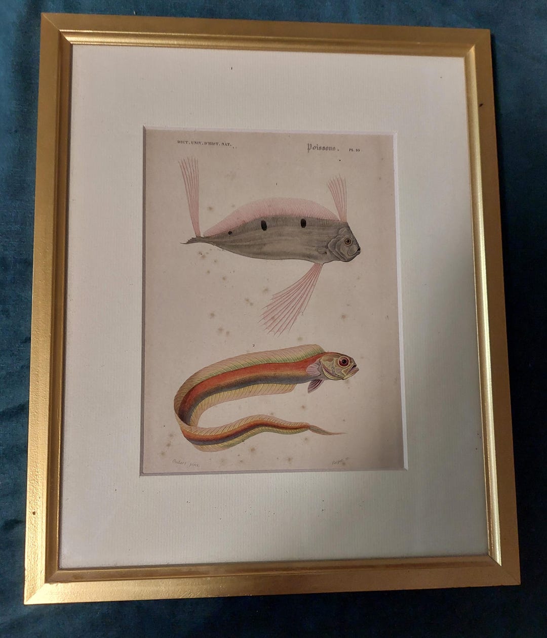 19th Century Engraving of Fish - Etsy